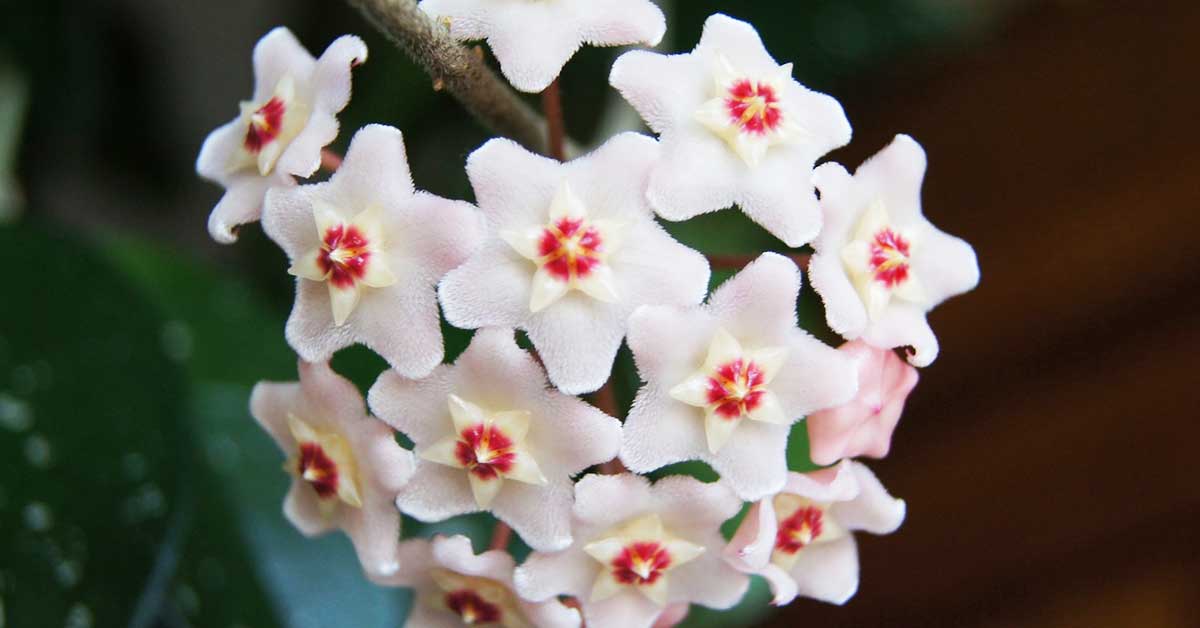 Porcellana e natura possono coesistere in questo fiore che sembra fatto ...