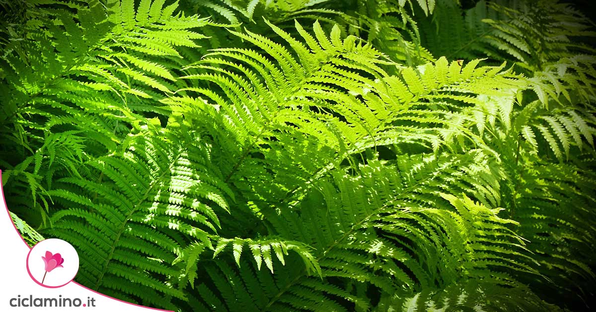 3 Modi per moltiplicare la felce - Ciclamino.it