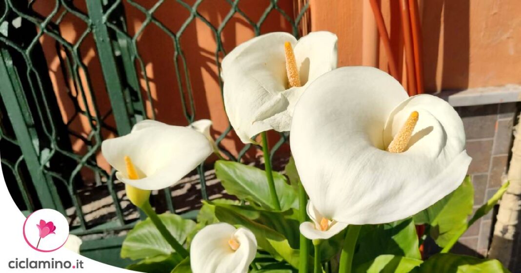 Se vuoi Aiuole fiorite in Estate questo è il momento di piantare questi ...