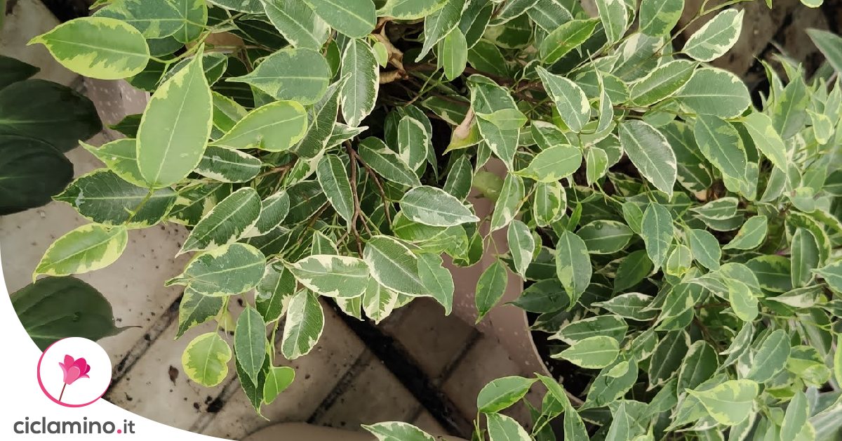 Come moltiplicare il Ficus Benjamin