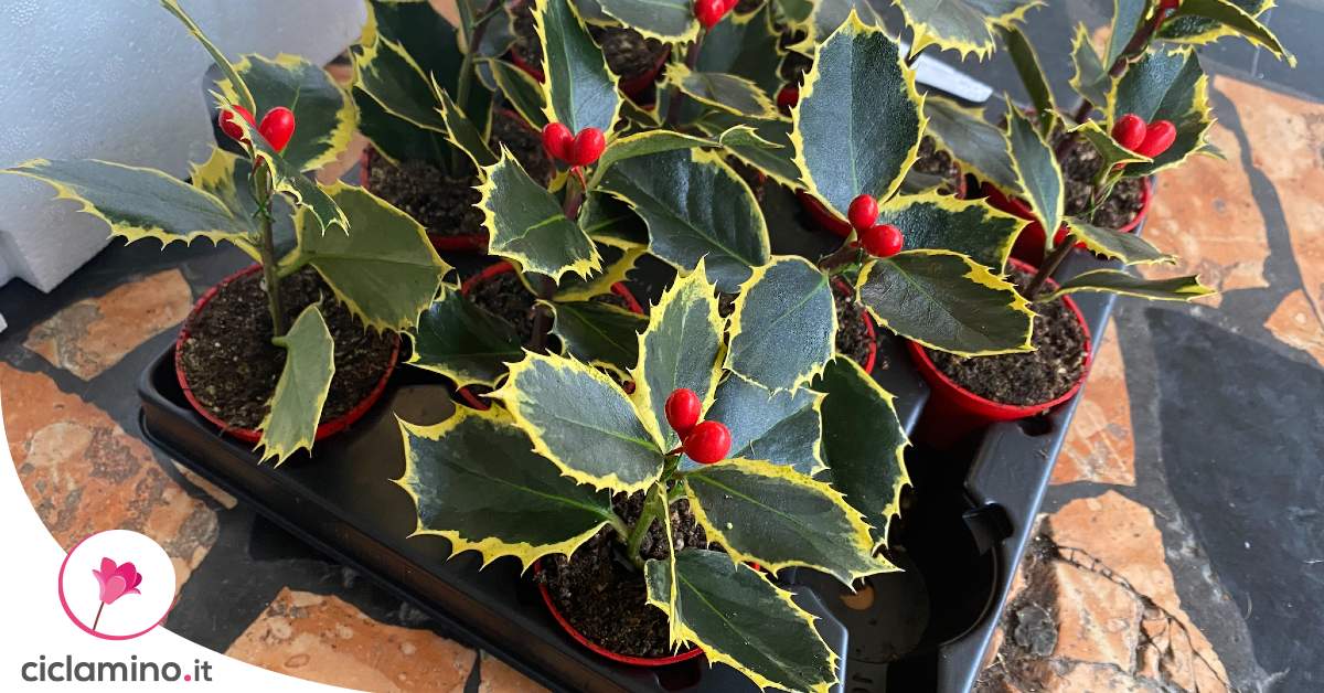 Le piante invernali adatte a un balcone freddo con poca luce