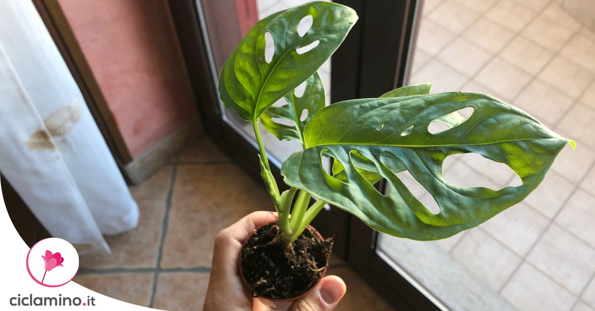 Ecco come ottenere una Baby Monstera in modo semplice