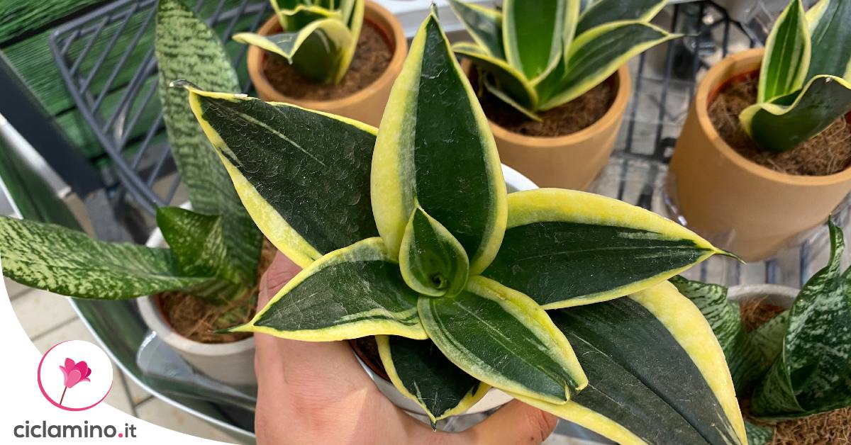 Hai mai visto la Sansevieria Mini? Ecco come curarla