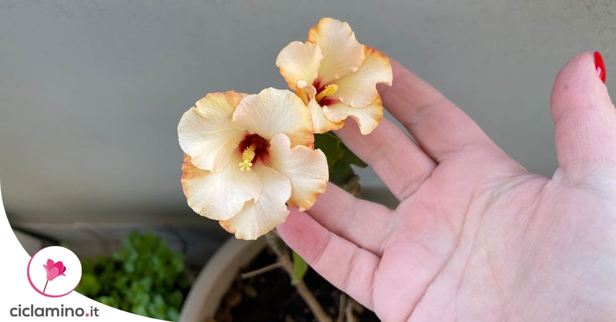 Il Pantone dell'anno è il Peach Fuzz: Ecco le Piante dalle tonalità Pesca