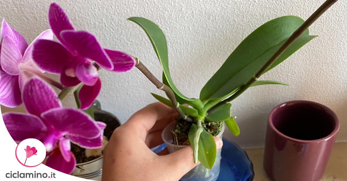 Video - In Primavera rinvasare l’Orchidea è fondamentale con queste ...