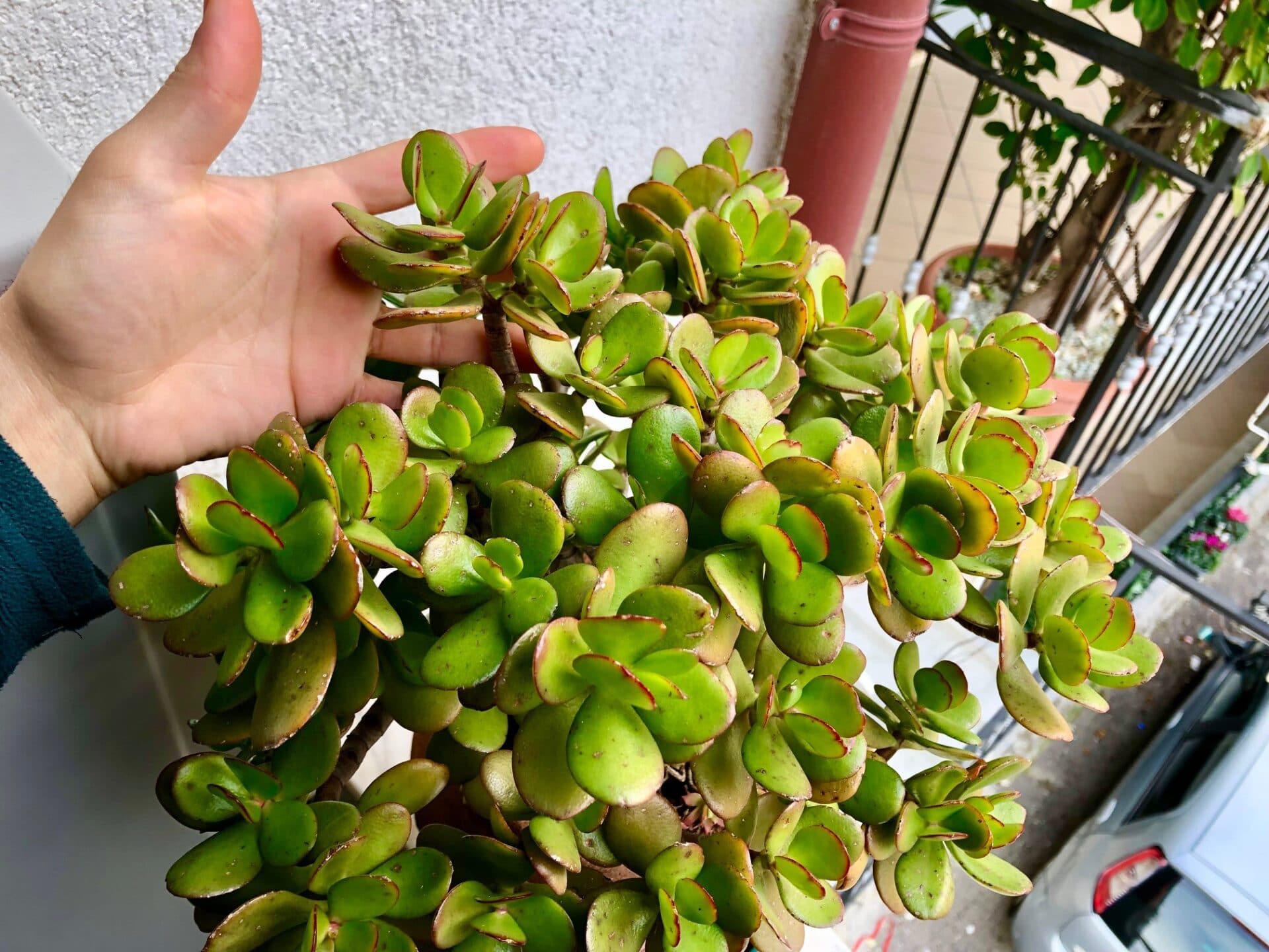 Quante varietà dell'Albero di Giada conosci?