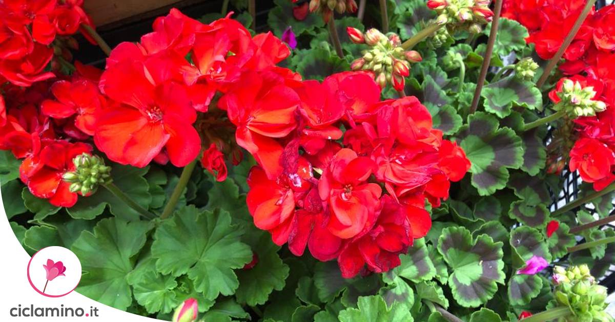 3 Cose da fare con il Geranio ogni weekend - Ciclamino.it