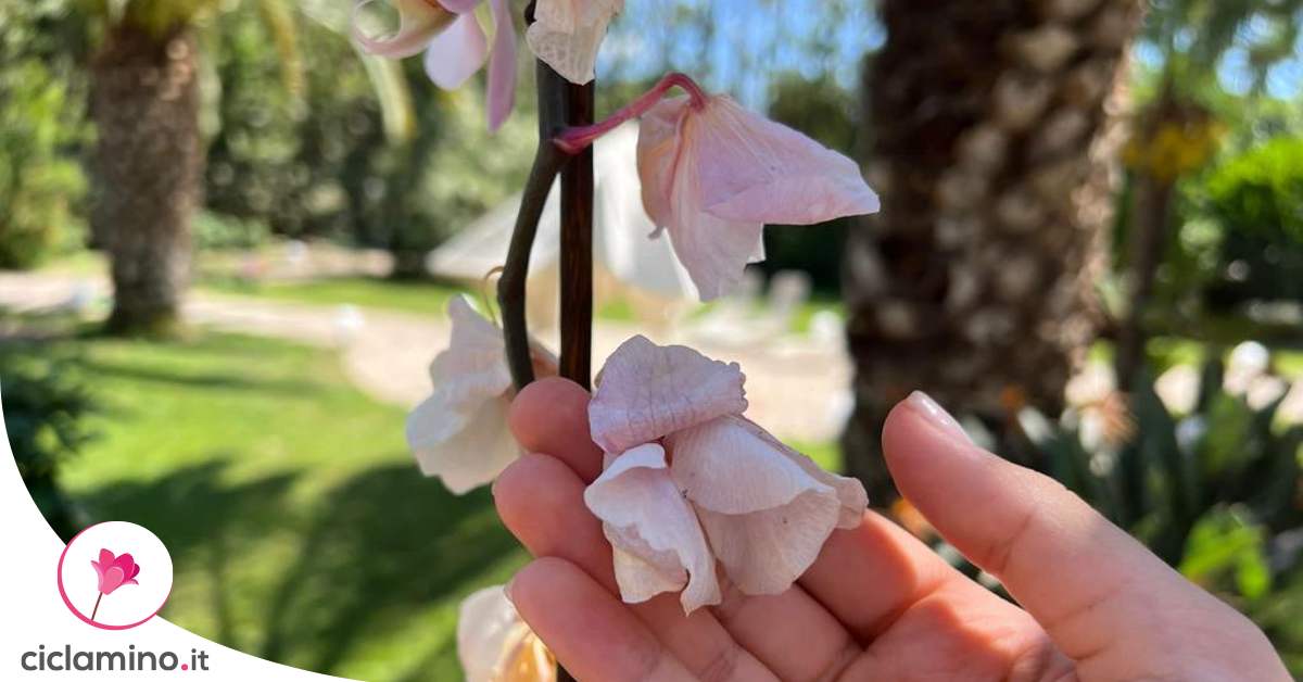 Se i fiori della tua Orchidea si stanno seccando agisci così