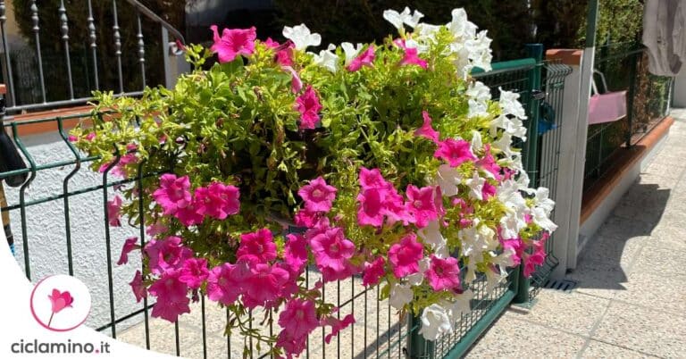 Le piante Pendenti ideali per il Balcone