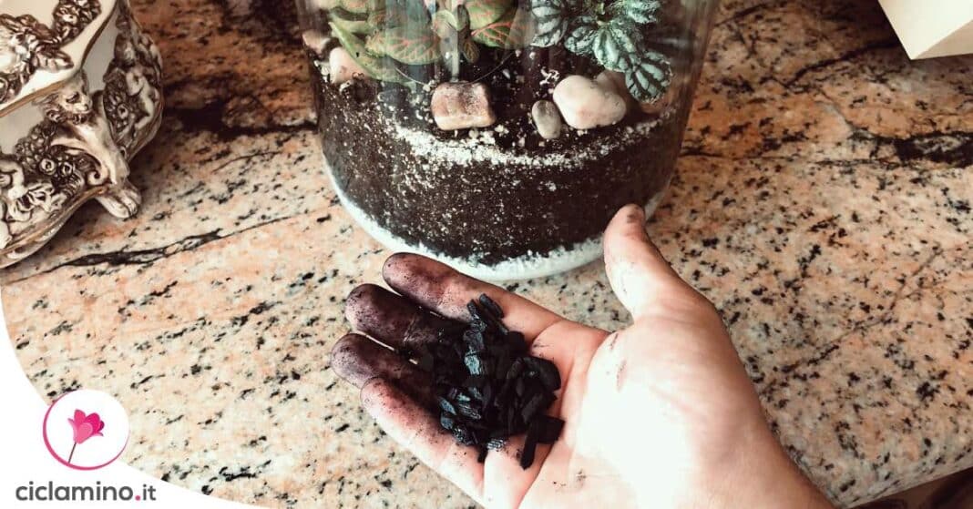 Tipi di Ammendante per il suolo e specifici utilizzi