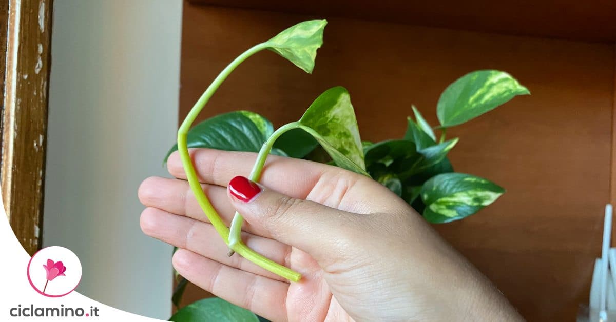 Tutte le difficoltà che ho incontrato nel moltiplicare il Pothos per talea