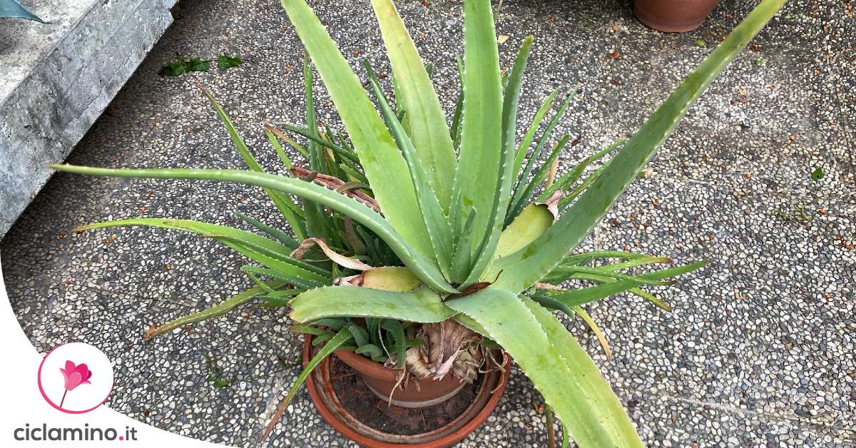 Se hai un Aloe dall'aspetto sofferente puoi Rinvigorirla così