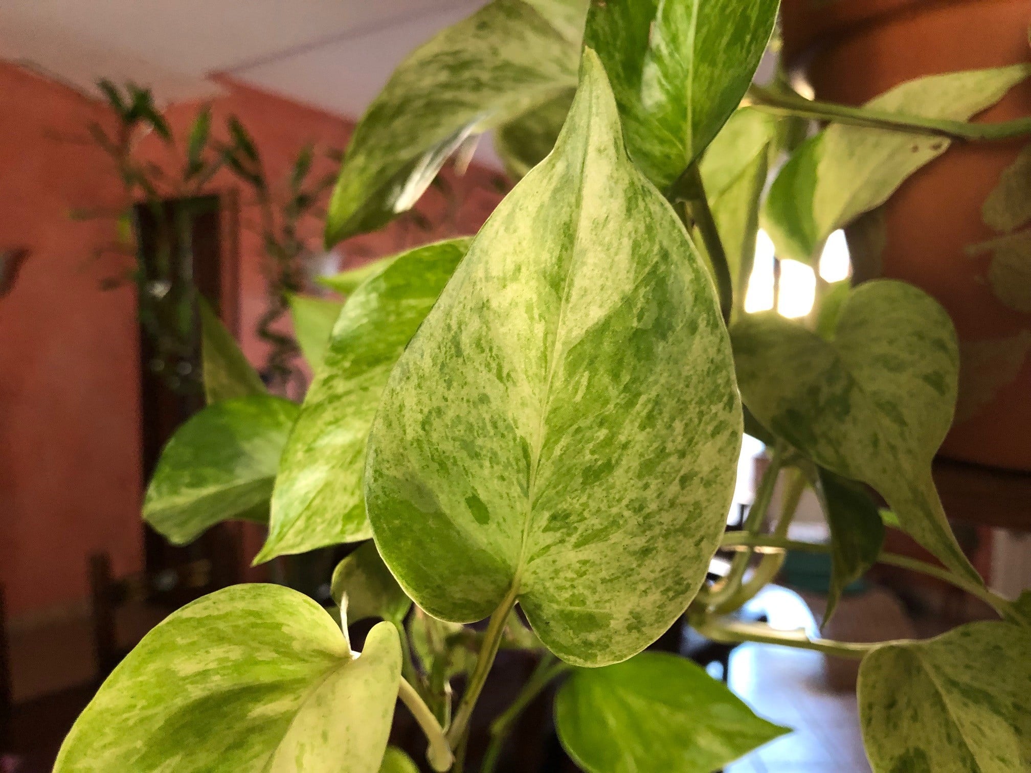 Nello scegliere una varietà di Pothos per la casa mi affido a queste ...