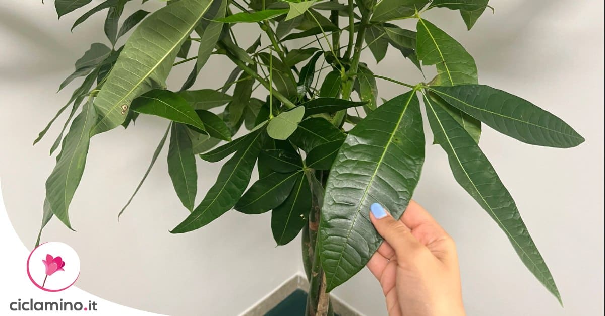 Segui questa Guida ed avere una Pachira con una Chioma Folta e ...