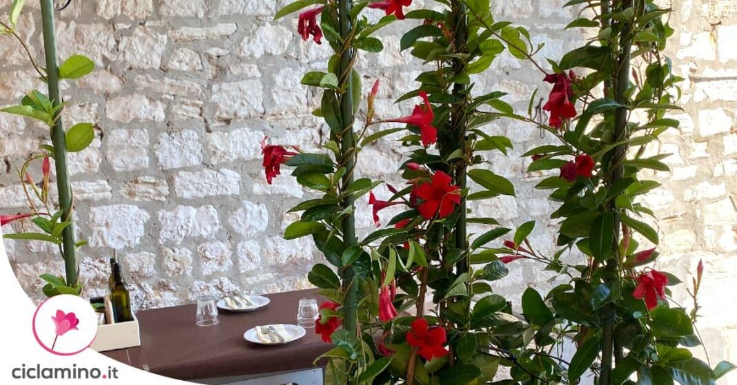 8 piante rampicanti con fioriture profumate e durature