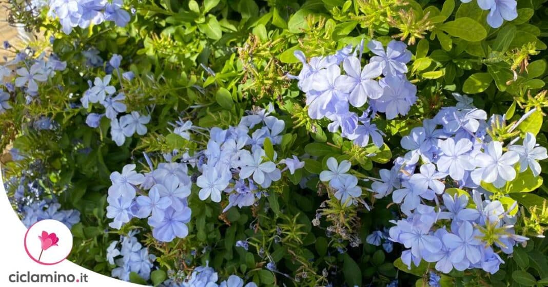 Le piante dai Fiori Blu che puoi coltivare senza difficoltà - Ciclamino.it