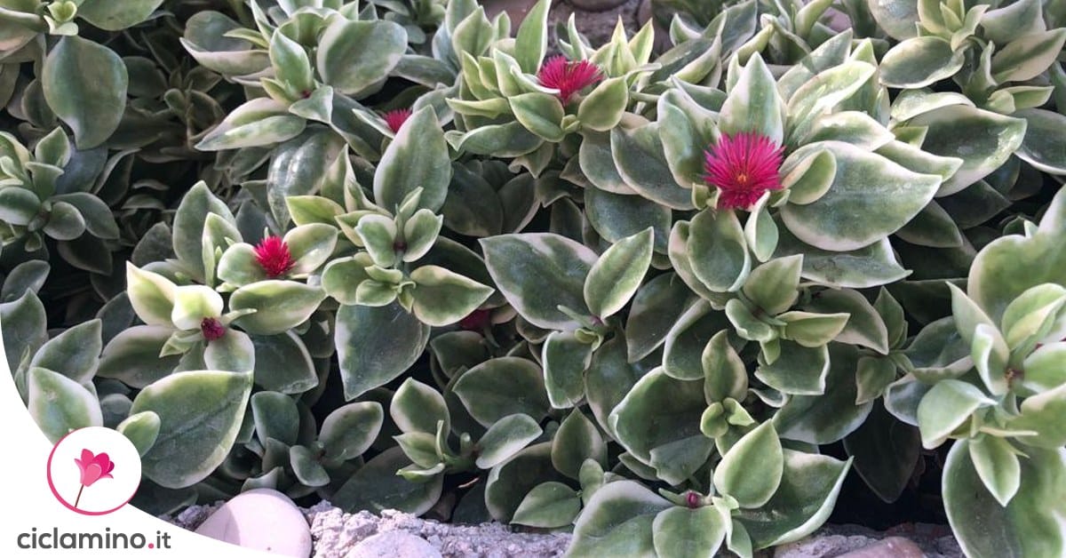 Piante Grasse: le più belle e come riconoscerle