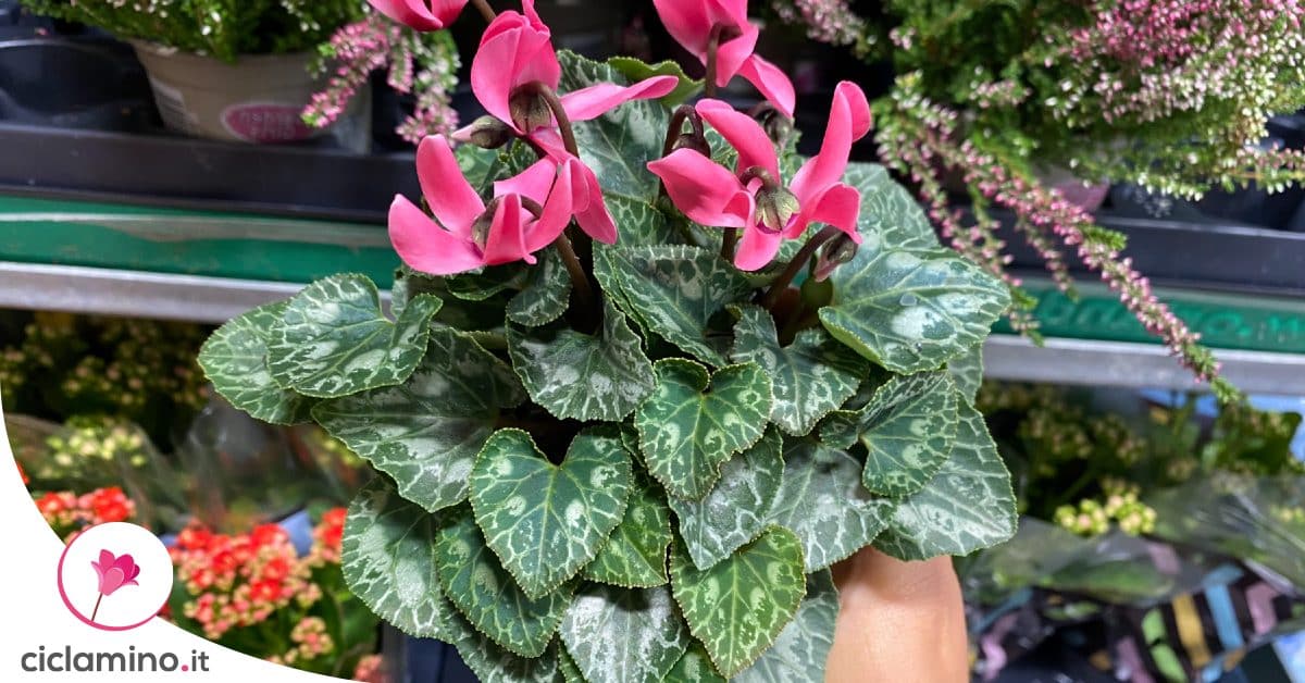 Se hai preso il Ciclamino al supermercato segui questi preziosi consigli