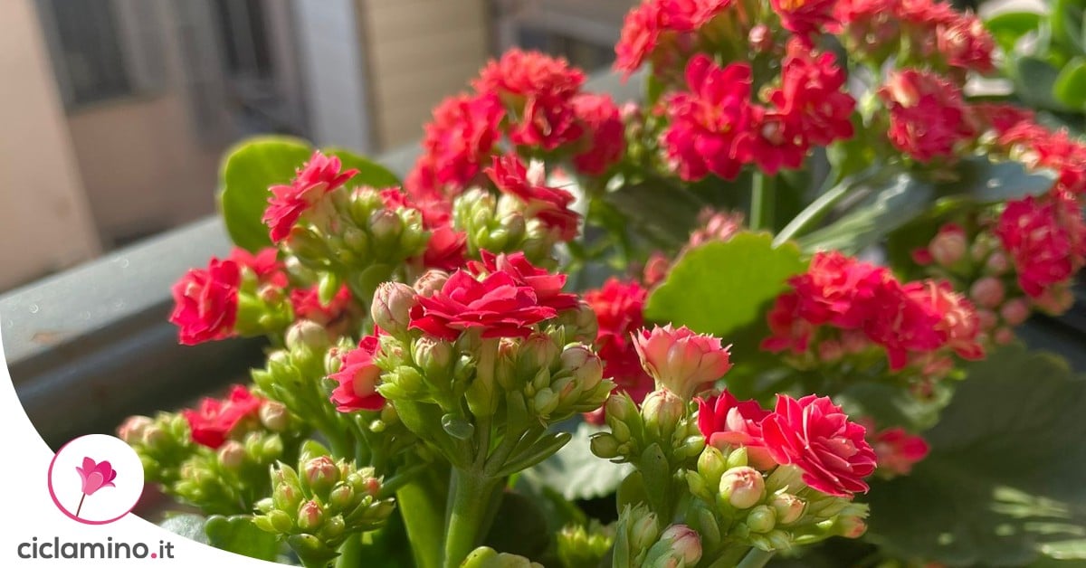 Le 5 migliori piante in offerta sul catalogo Ikea