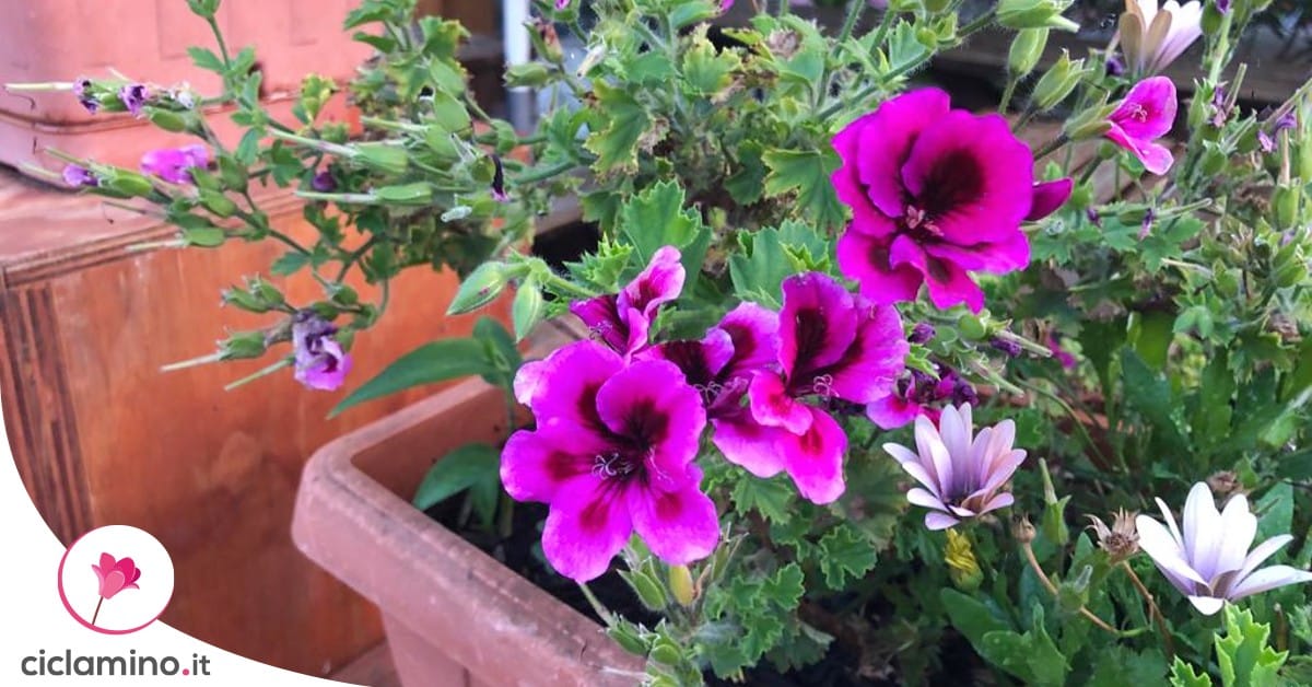 Ti svelo se e dove spostare il Geranio durante l'autunno
