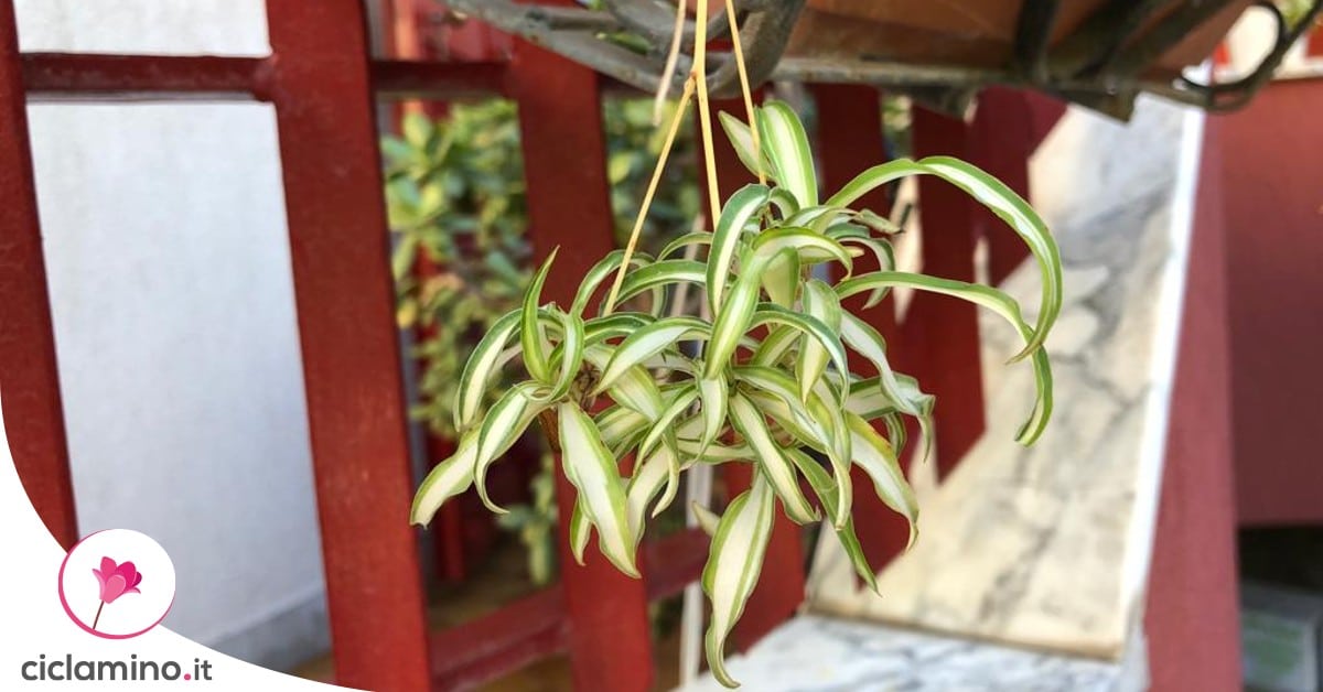 Segui questi passaggi per stimolare la nascita di nuovi ragnetti sul ...