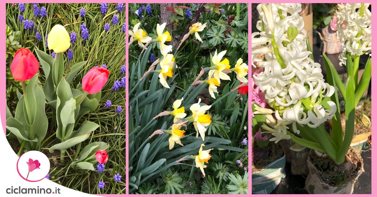 3 Bulbi da piantare in Ottobre per avere Fiori colorati in Primavera