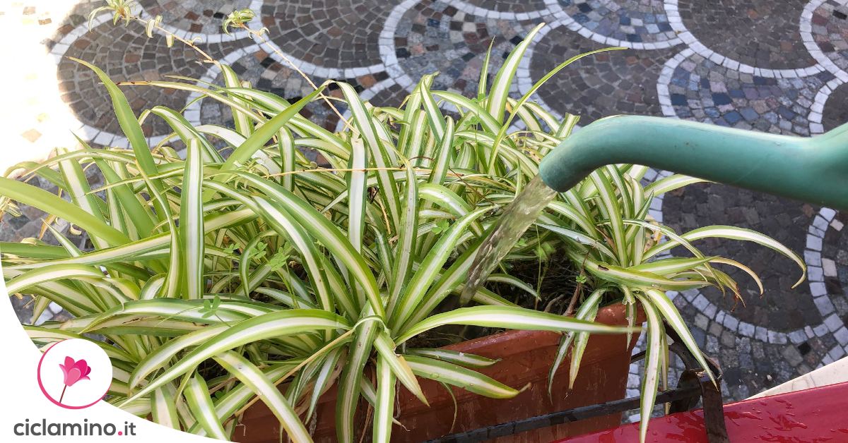 5 Regole per non sbagliare mai l'innaffiatura della Pianta Ragno