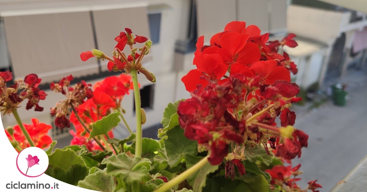 Cosa fare quando il Geranio va in riposo vegetativo?