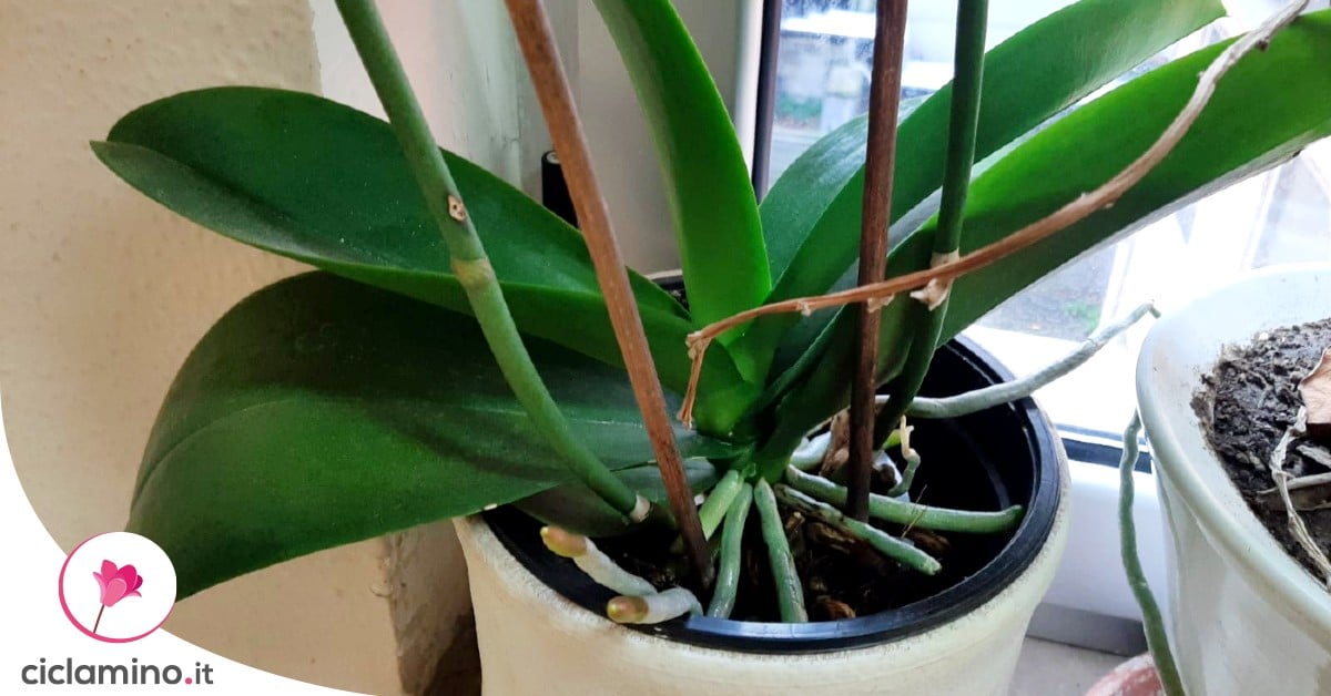 Guarda il colore delle radici dell'orchidea per capire di cosa ha bisogno