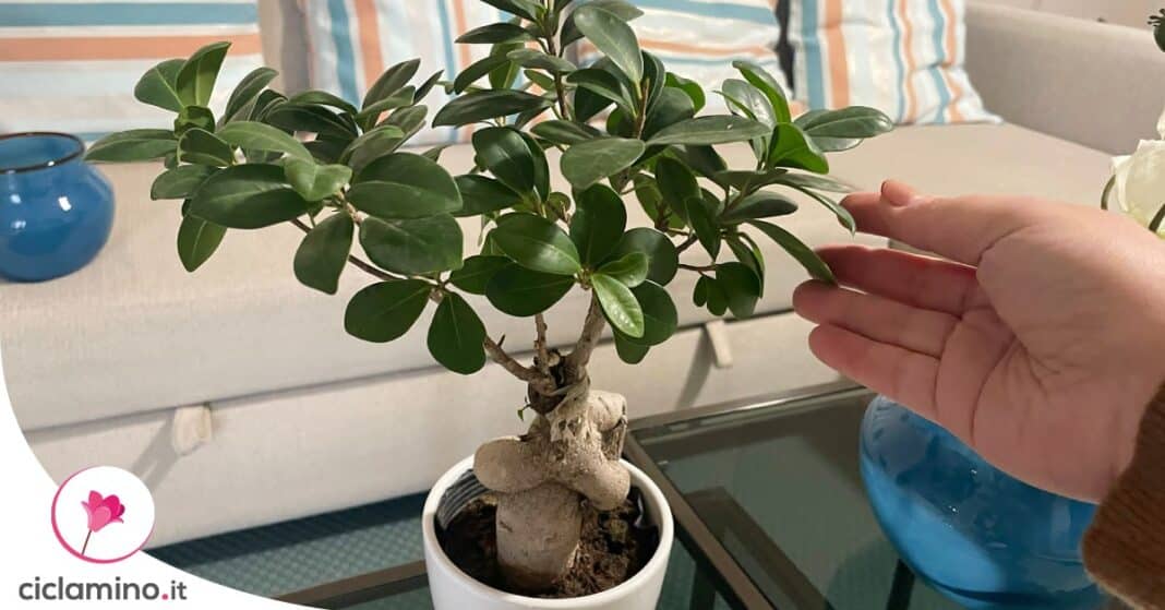 Quanti tipi di Ficus conosci? Ti faccio vedere i più belli