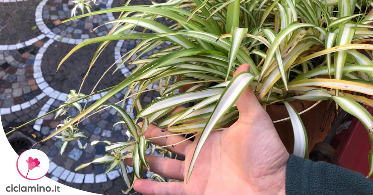 Una Pianta Ragno Spoglia ha bisogno di questi accorgimenti per tornare ...