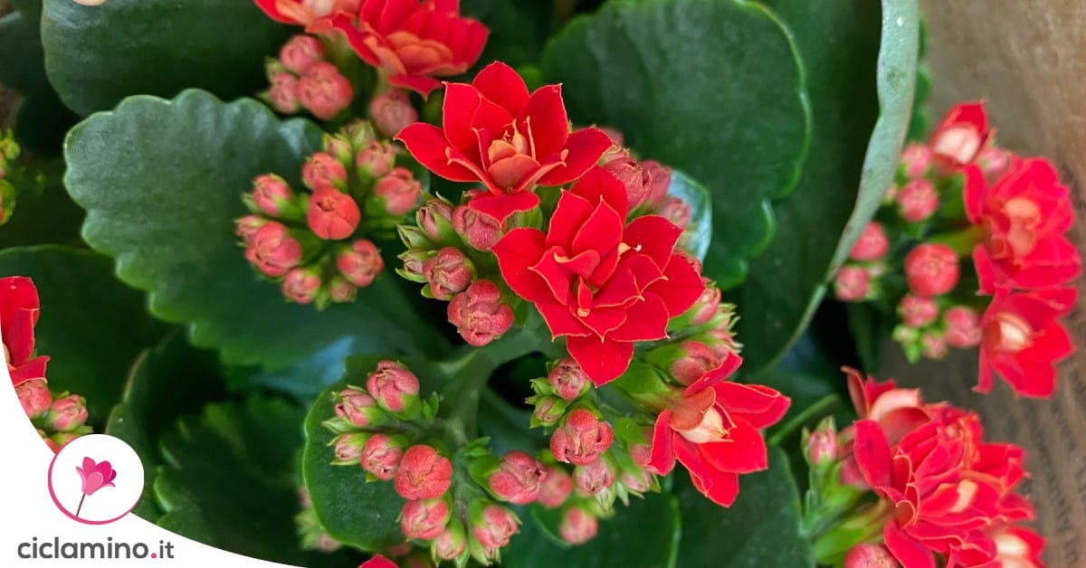 Come creare l'ambiente ideale per far prosperare la Kalanchoe in casa