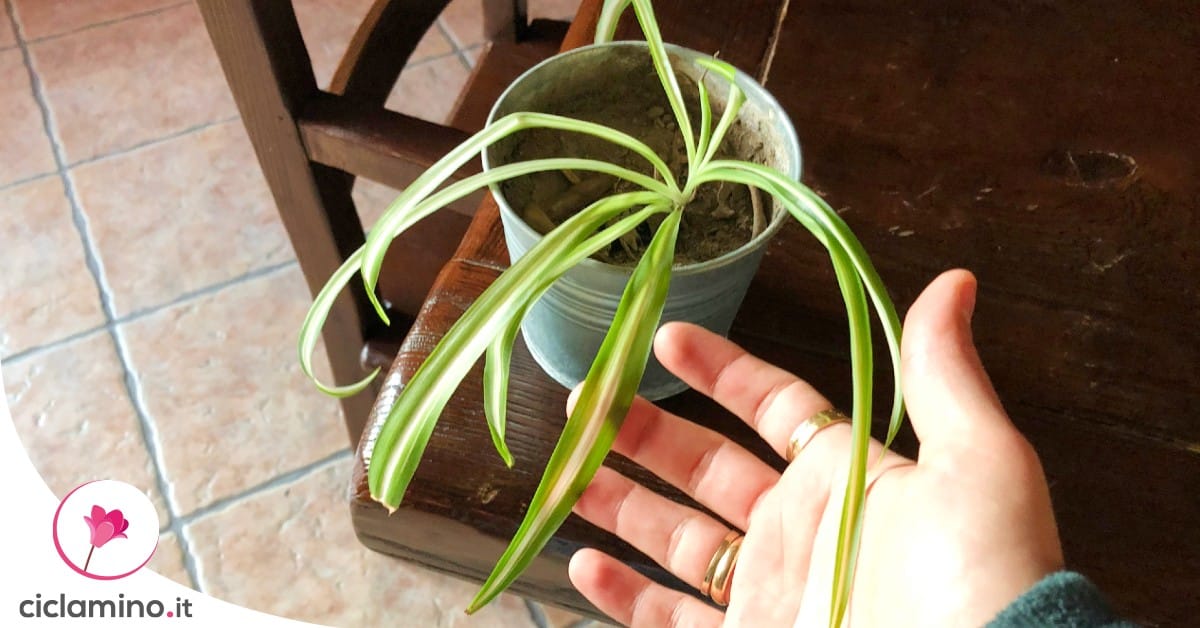 Tutti in Vantaggi dell'avere una Pianta Ragno in Casa