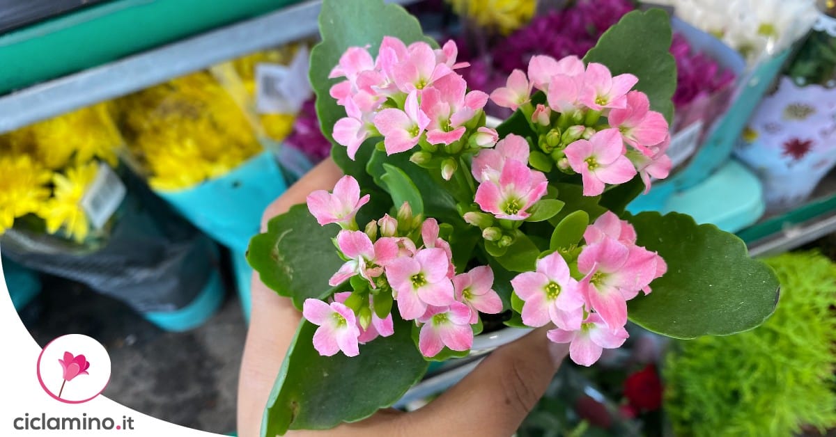 Perché non ho resistito dall'acquistare l'ennesima piantina di ...