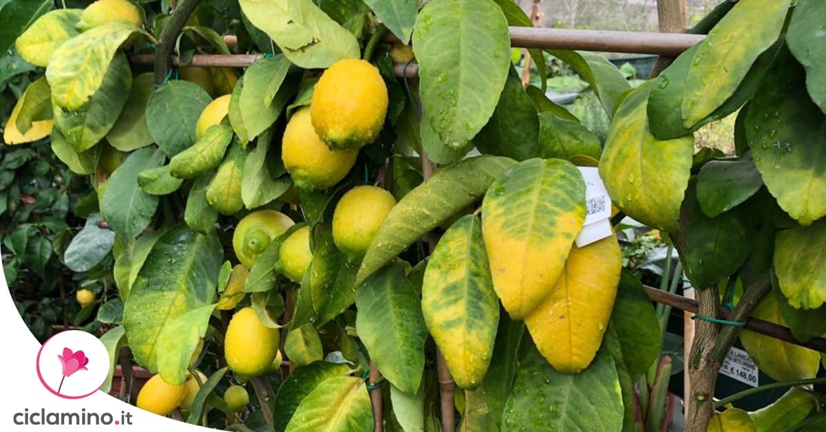 La Guida definitiva per la Potatura del Limone in inverno