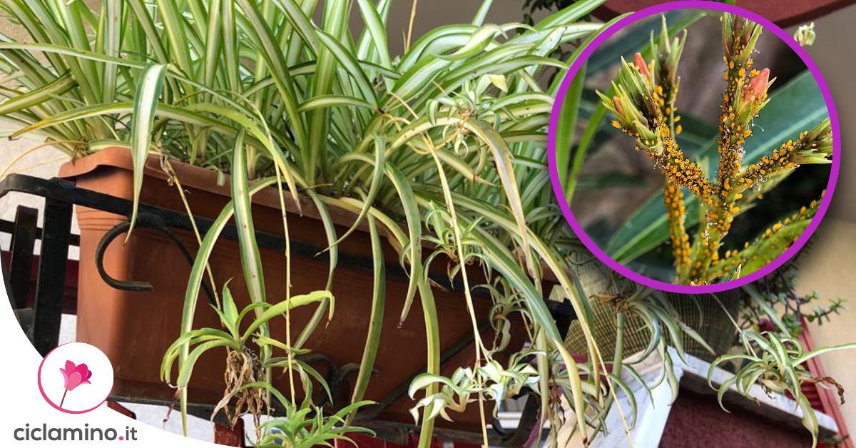 Fai attenzione a questi 4 Parassiti che possono colpire la tua Pianta Ragno