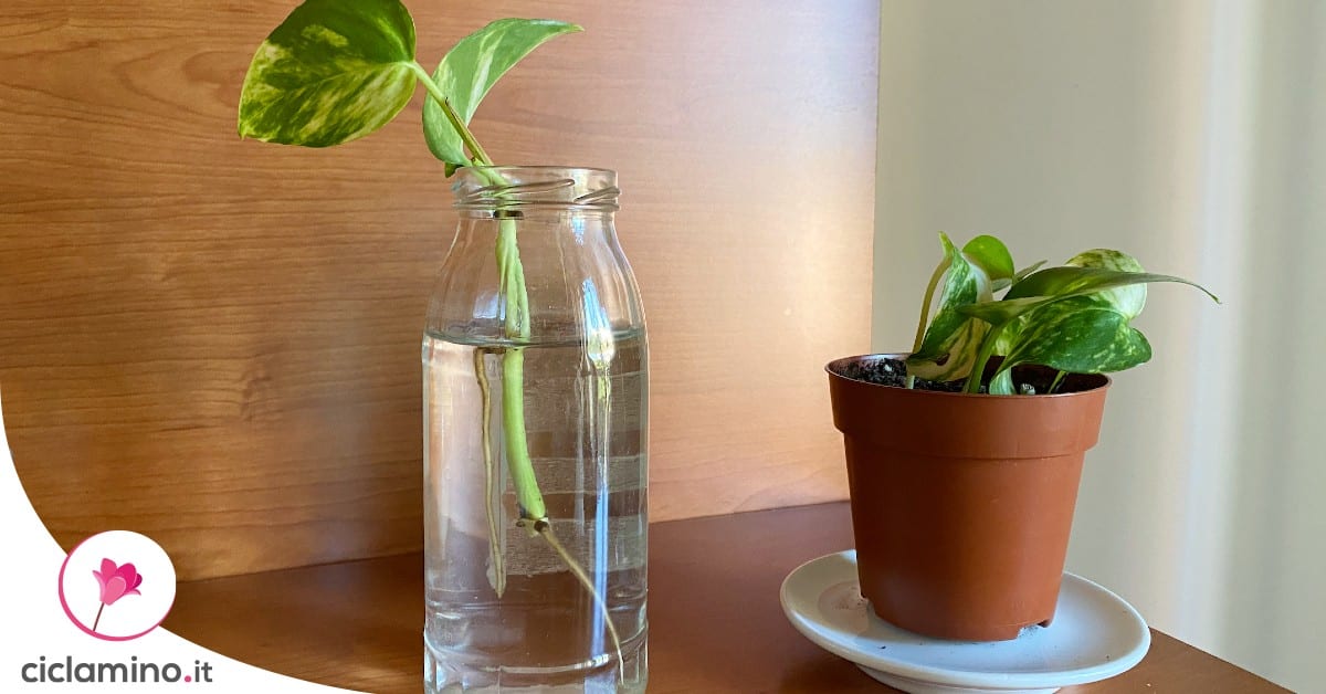 Dopo anni che provavo a coltivare il Pothos in terreno, l'ho passato in ...