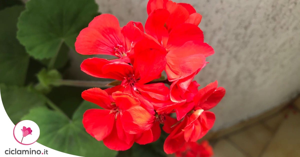 Come trattare il Geranio in letargo per avere più fiori in primavera