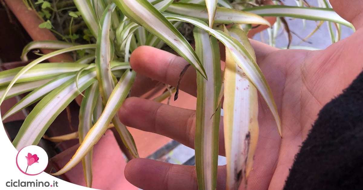 Come recuperare la Pianta Ragno bruciata dal freddo