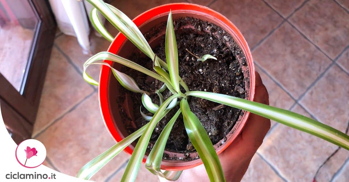 Se la Pianta Ragno non ha i Ragnetti Pendenti ti spiego perché