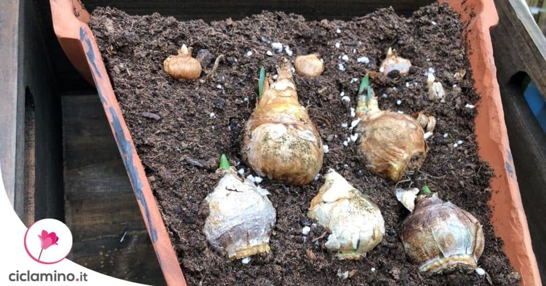Come interrare Bulbi in autunno - Ciclamino.it