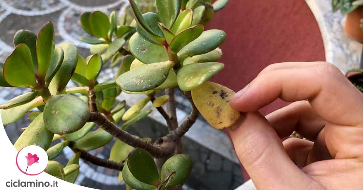 Dopo i danni del Gelo Invernale Cura l'Albero di Giada così