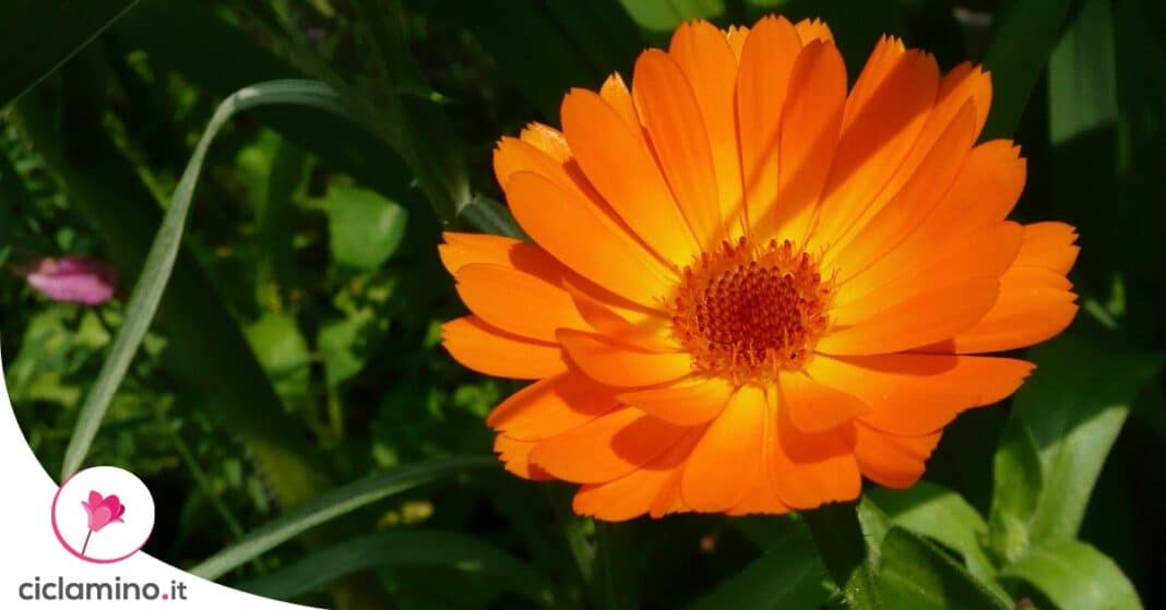 Come scegliere le piante dai fiori Gialli per illuminare la casa e il ...