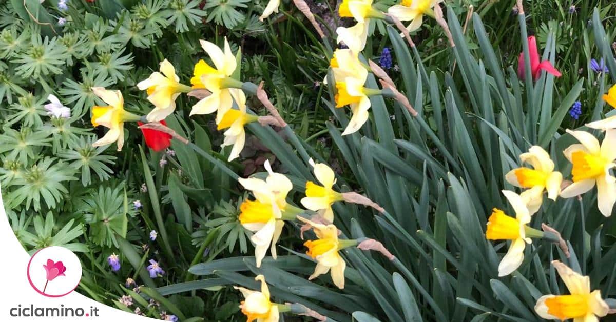 Come si concimano i Narcisi? Te lo spiego in modo semplice