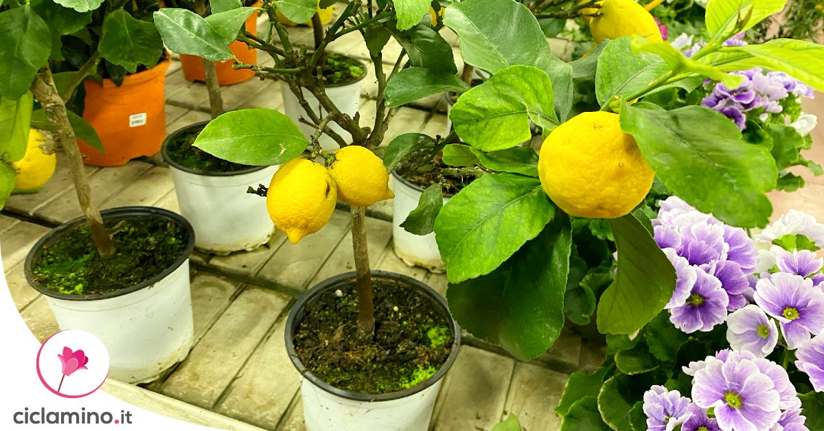 5 Consigli per far crescere in fretta il tuo Alberello di Limoni