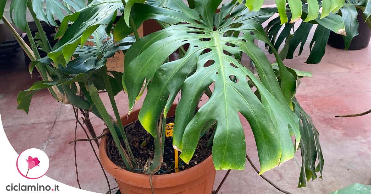 Sai come Gestire la Presenza di Radici Aeree sulla Monstera?