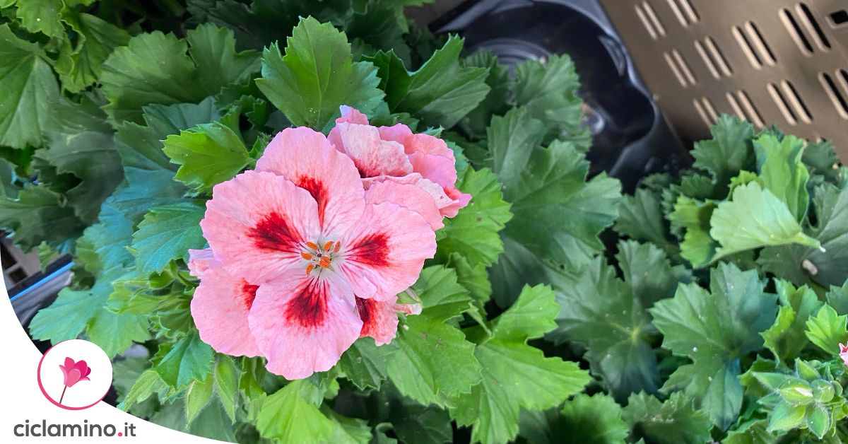 Come fare Rinvaso Pre-Risveglio per il Geranio