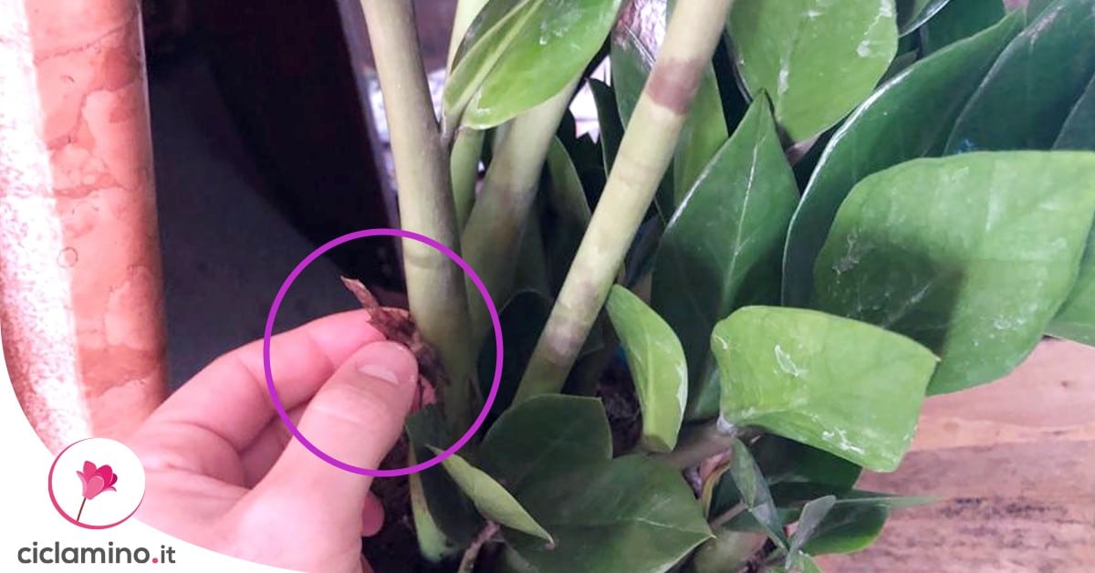 Perché la Zamioculcas ha gli Steli “Spellati”?