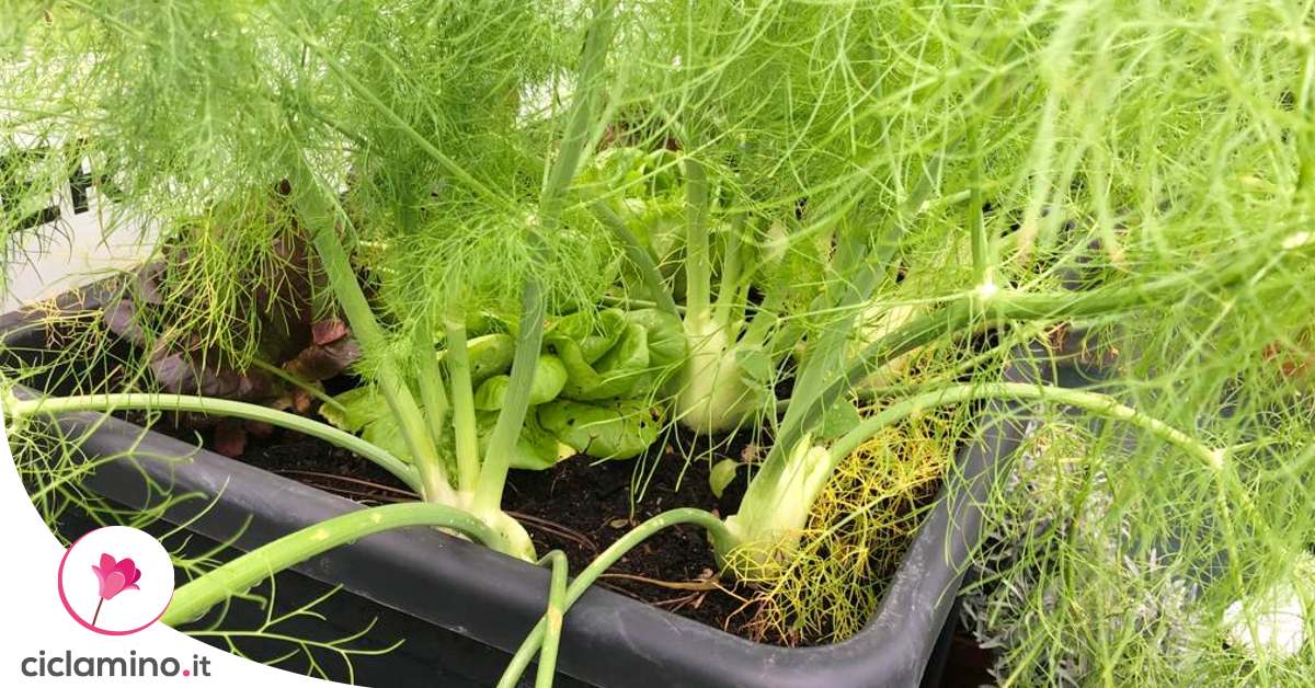 Sai che puoi Coltivare il Finocchio anche a Scopo Ornamentale? Ti ...