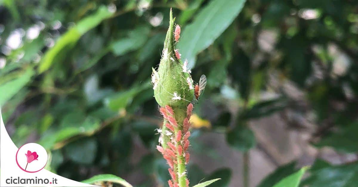 Tutto sugli Afidi: cosa sono, cosa fanno alle piante e come eliminarli ...